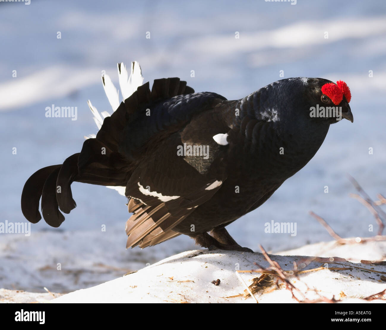 black grouse Lyrurus tetrix or Tetrao tetrix Stock Photo - Alamy