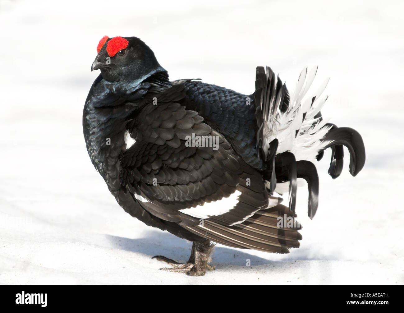 black grouse Lyrurus tetrix or Tetrao tetrix Stock Photo - Alamy