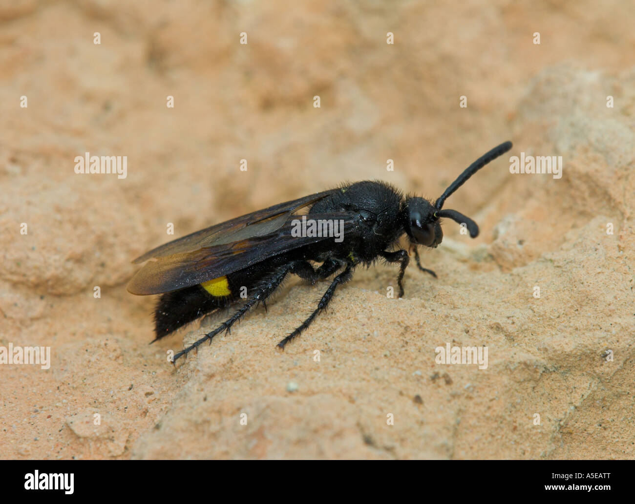 Scolia hirta hi-res stock photography and images - Alamy