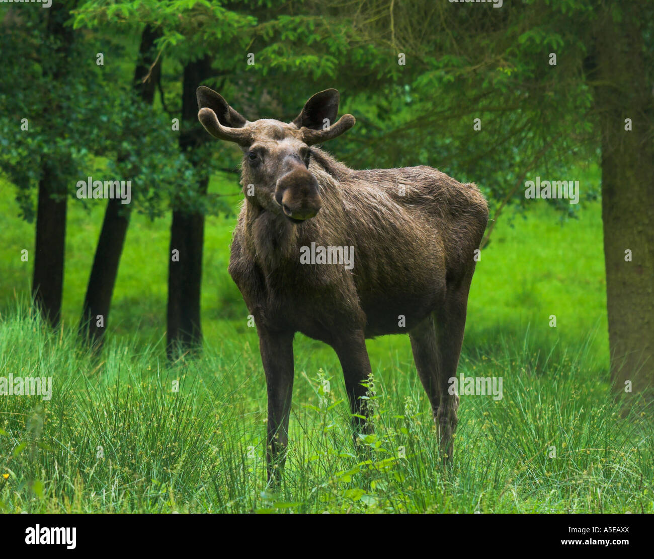 Alces alces europe hi-res stock photography and images - Alamy