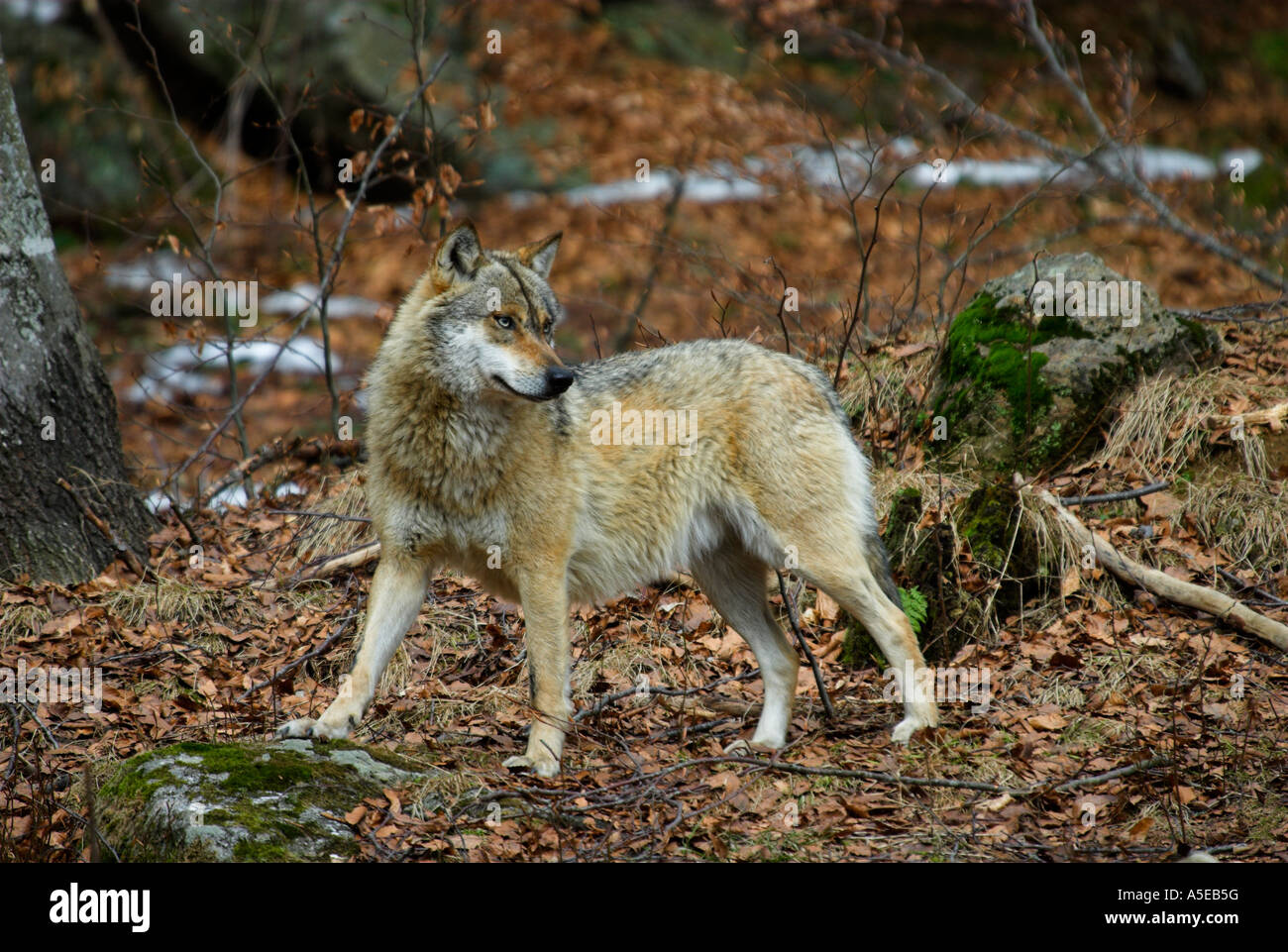 GRAY WOLF, CANIS LUPUS Stock Photo - Alamy
