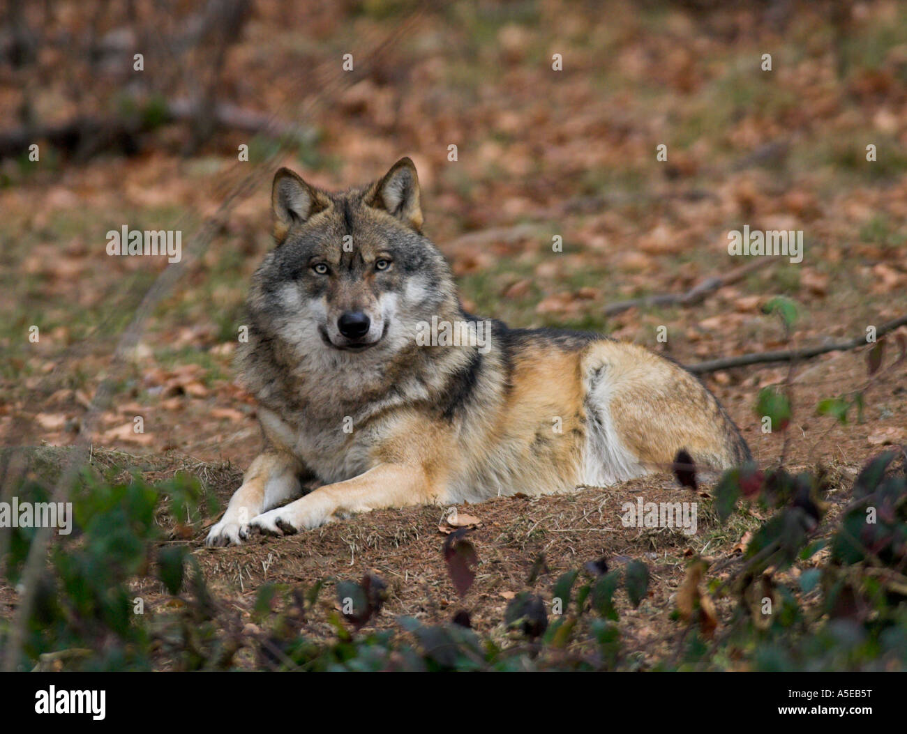 GRAY WOLF, CANIS LUPUS Stock Photo - Alamy