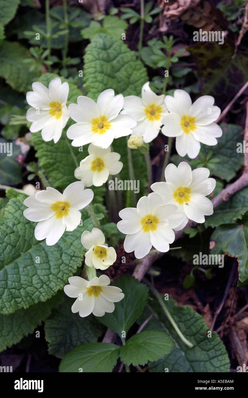 British flower hi-res stock photography and images - Alamy