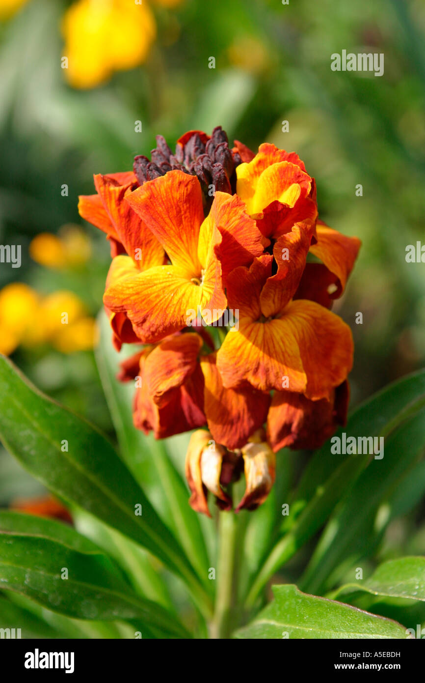 Snap dragon hi-res stock photography and images - Alamy