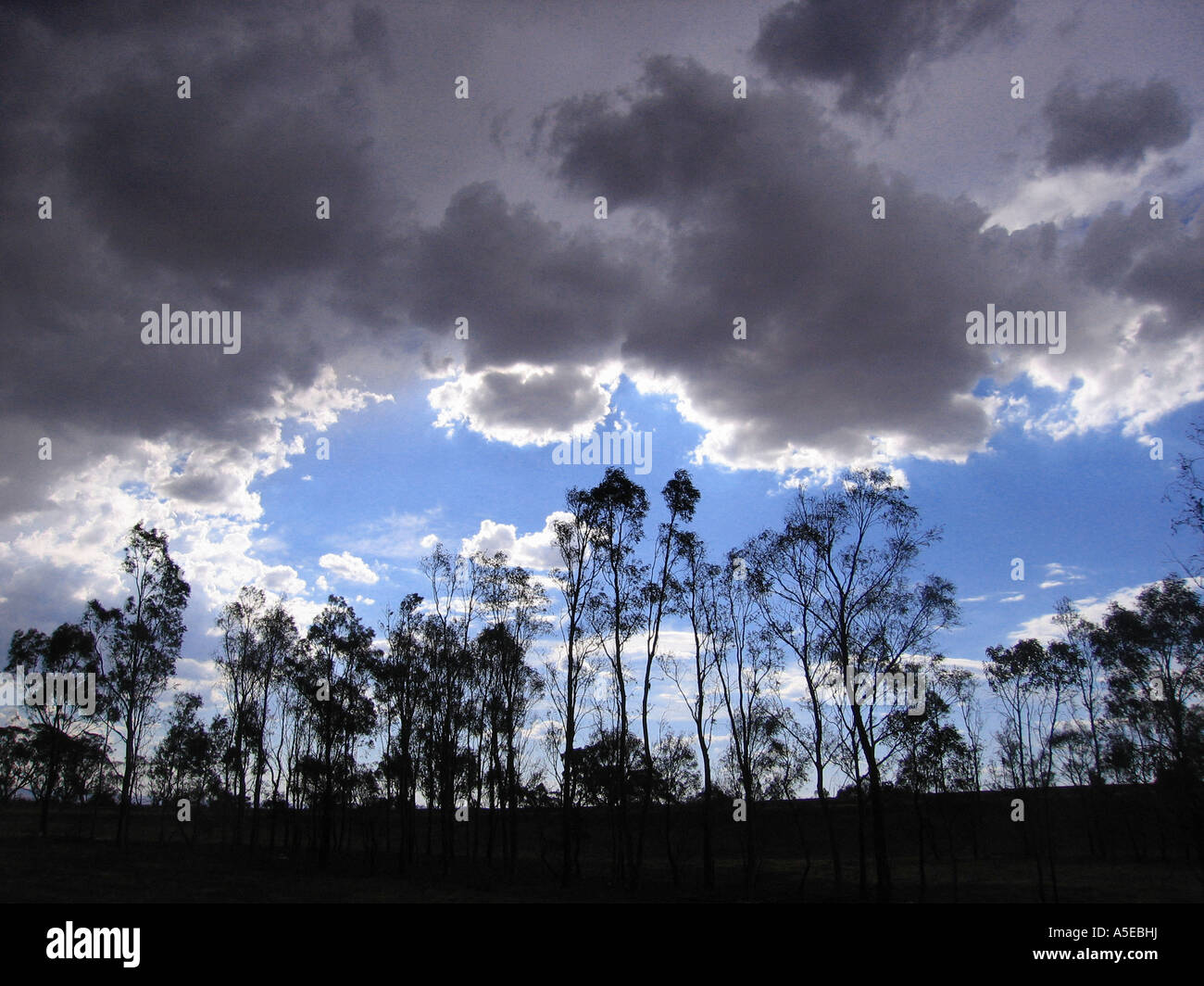 Scary clearing hi-res stock photography and images - Alamy
