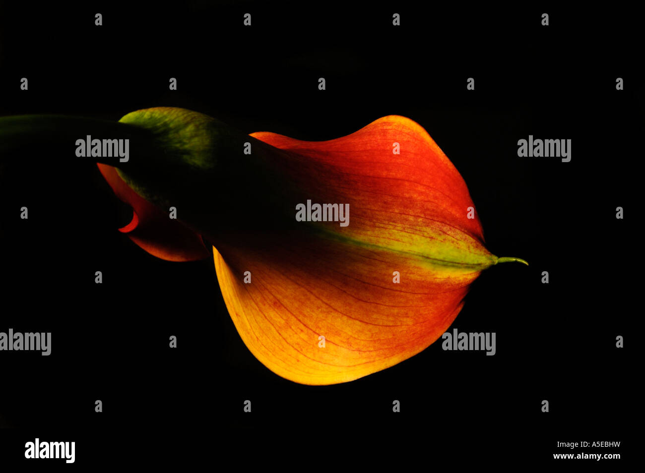 Zantedeschia calla lily flower lowkey aracaea blossom colour contrast ...