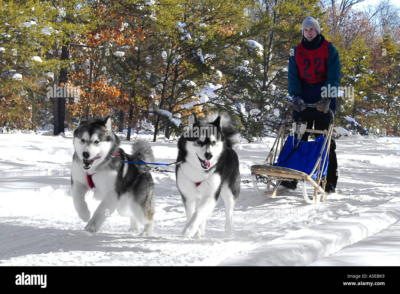 P11 049 Dog Sled Race Man with 2 Dogs, Baldwin MI 2-03 Stock Photo - Alamy