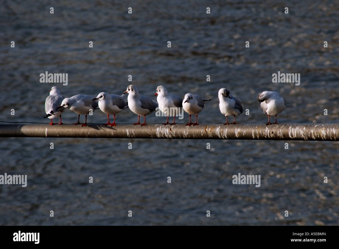 Group gulls in line hi-res stock photography and images - Alamy