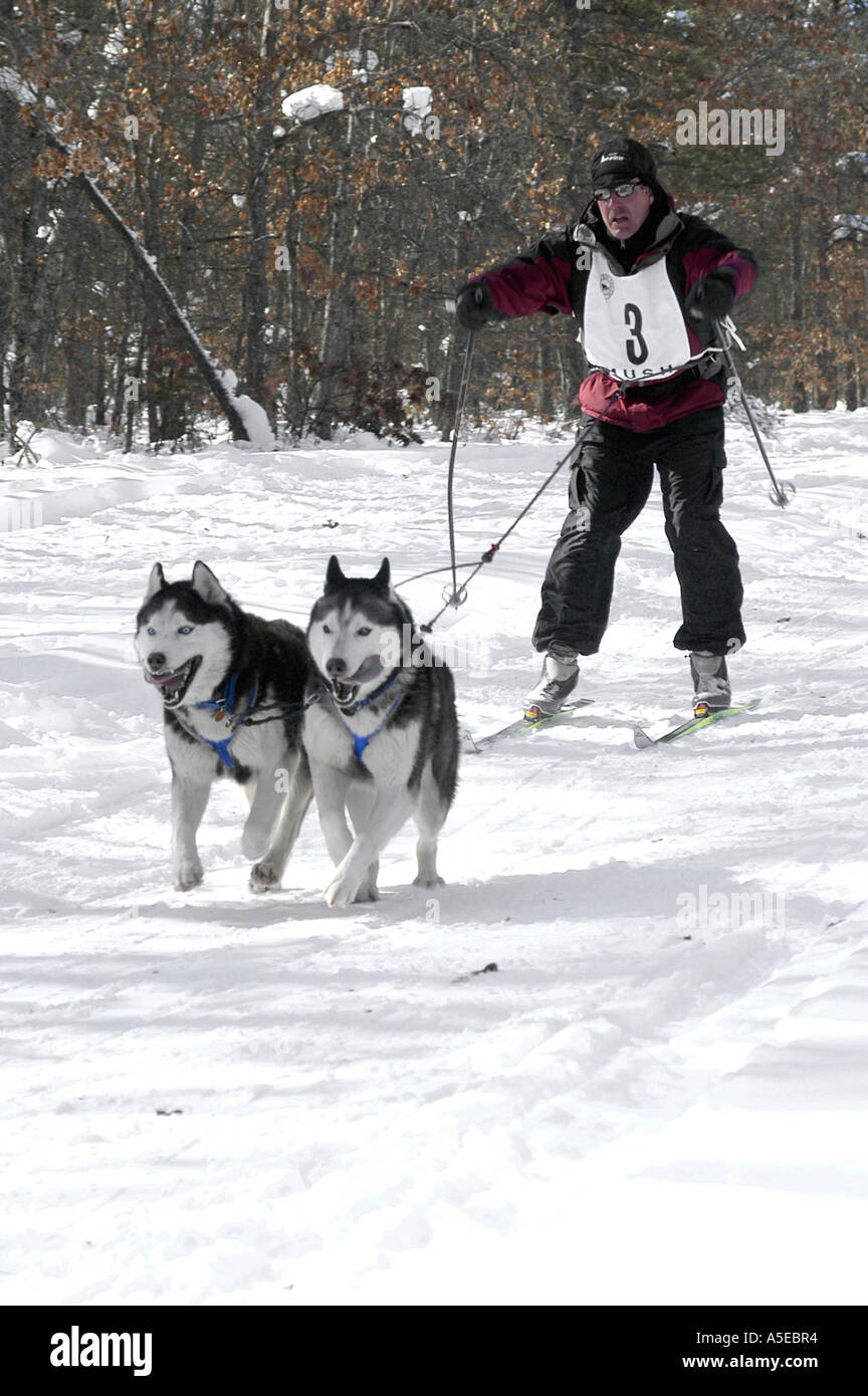 Skijoring dogs hi-res stock photography and images - Alamy