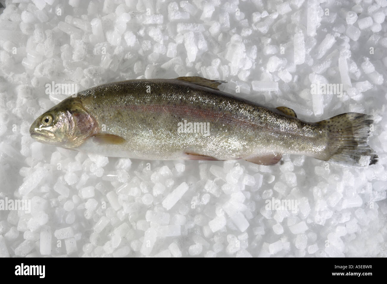 fish on ice Stock Photo - Alamy