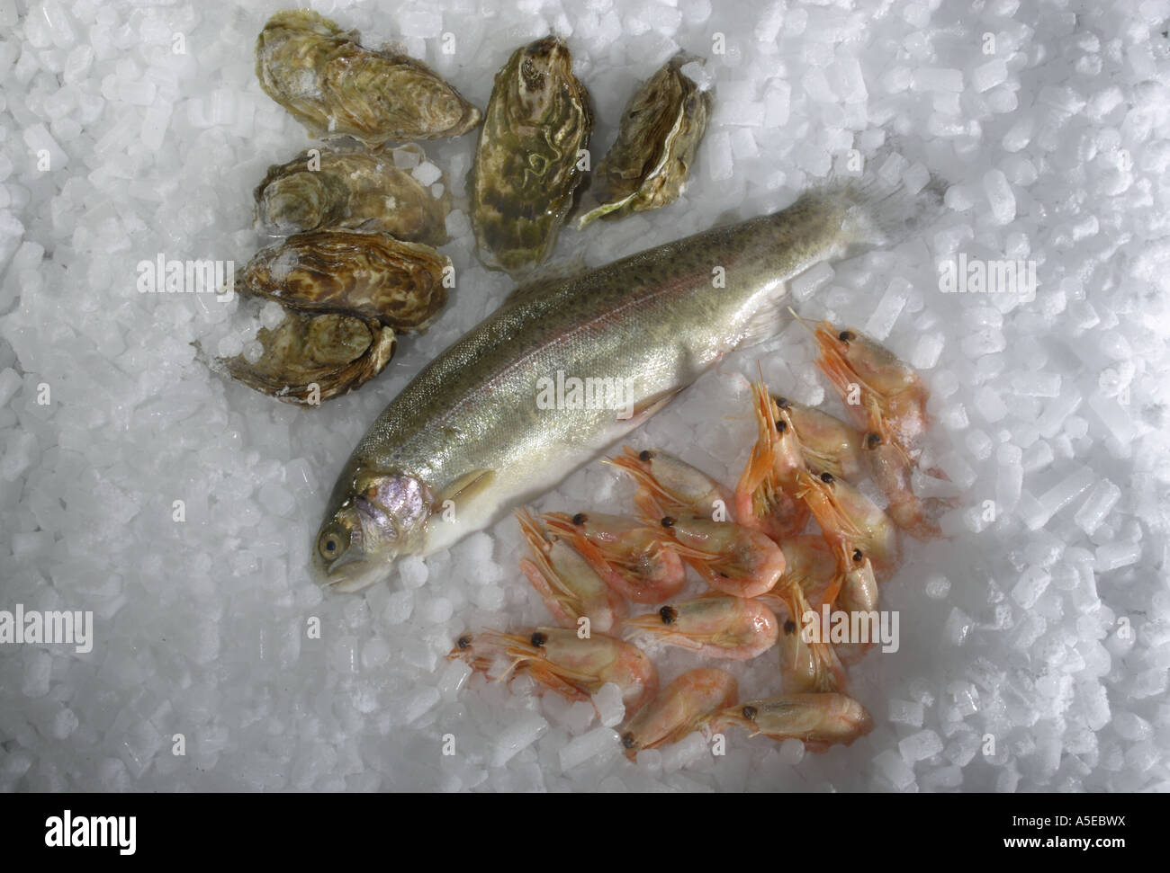 fish oysters and prawns on ice Stock Photo - Alamy