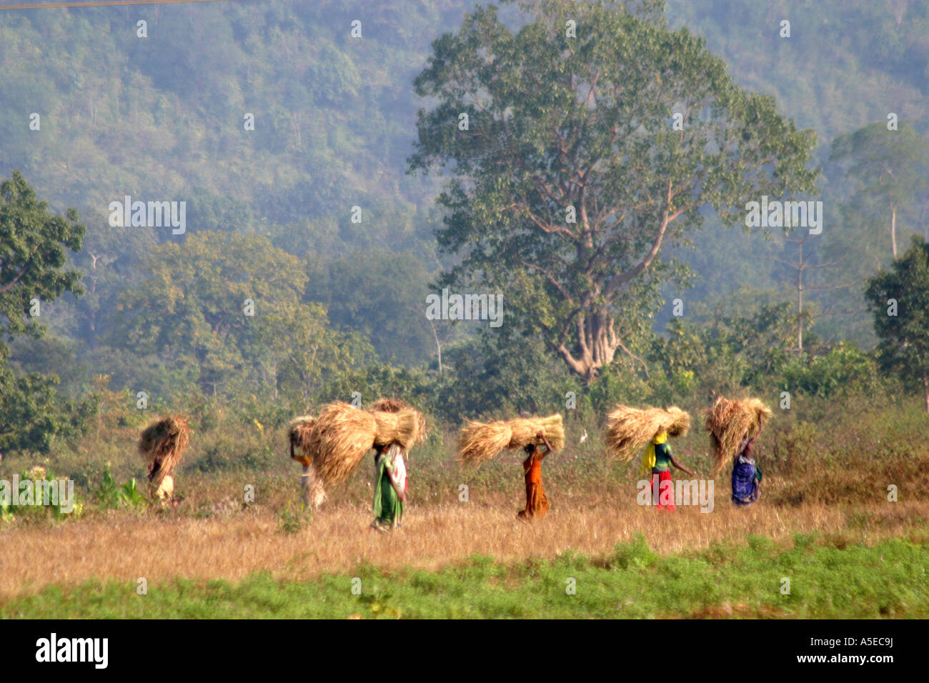 Women carrying heavy loads on their heads in the traditional way in the ...