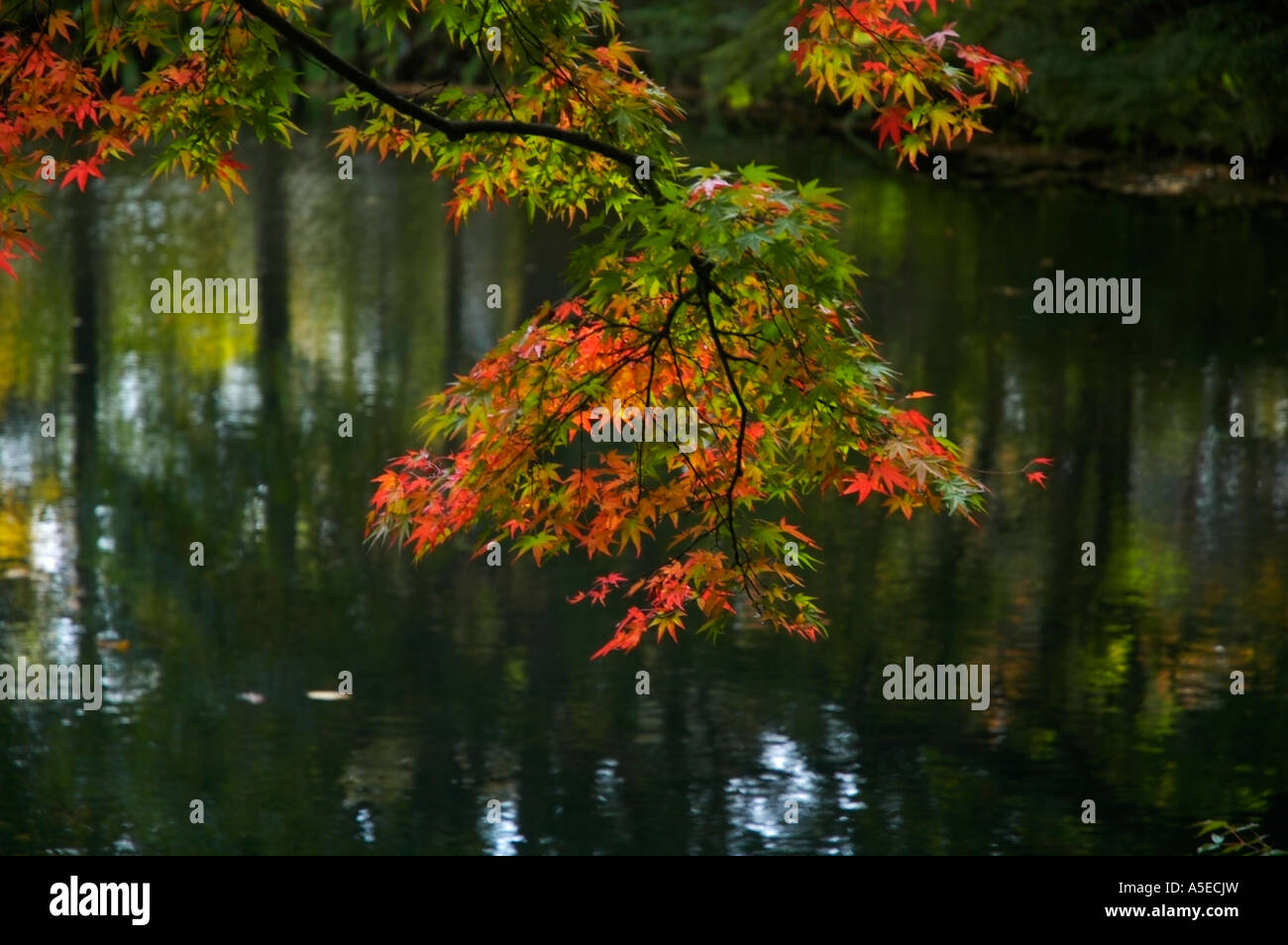 Japanese maple tree in Autumn Stock Photo - Alamy