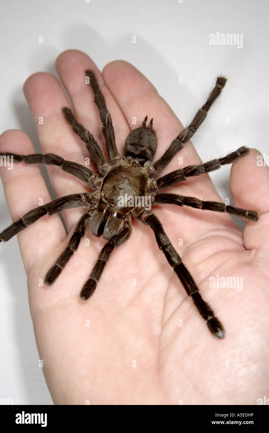 Tarantula on hand Stock Photo - Alamy