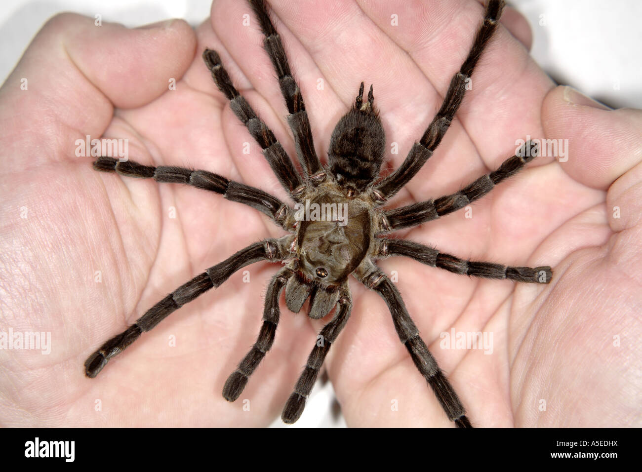 Tarantula on hands Stock Photo - Alamy