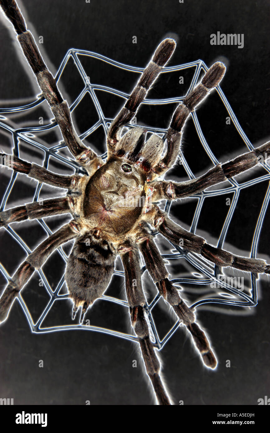 Spider in web Stock Photo - Alamy