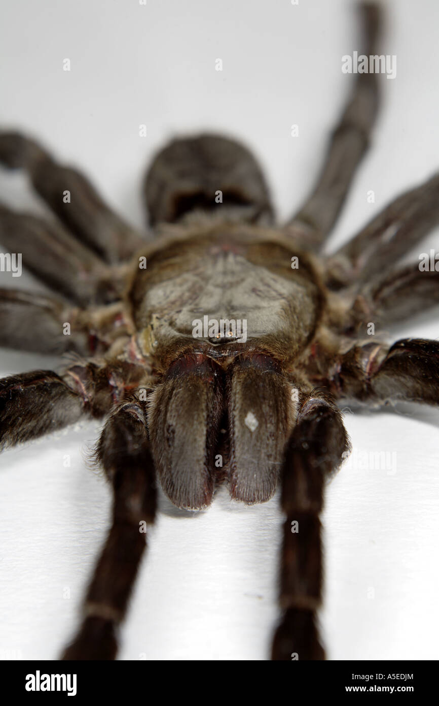 Spinicrus hi-res stock photography and images - Alamy