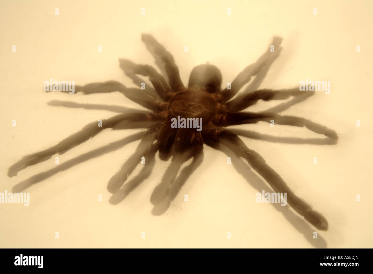 Huge tarantula hi-res stock photography and images - Alamy