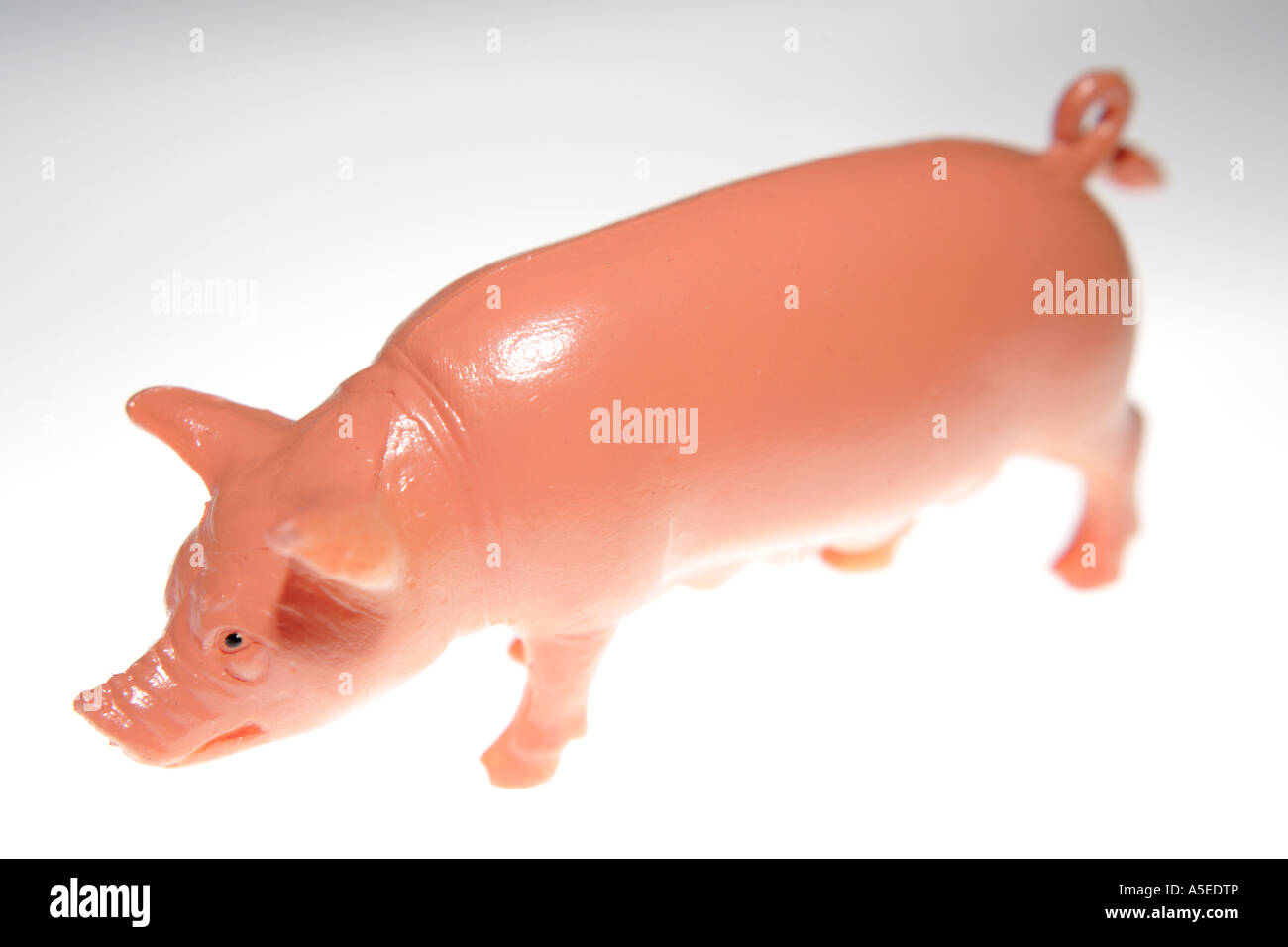Fat pig obese hi-res stock photography and images - Alamy