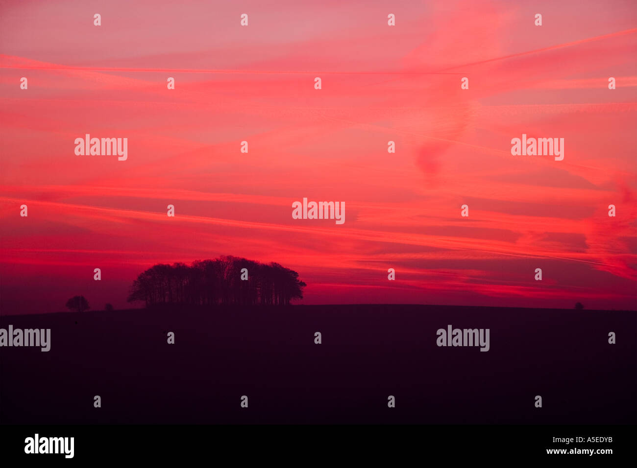 Winter sunrise over a beech clump on Hackpen Hill in Wiltshire Stock ...