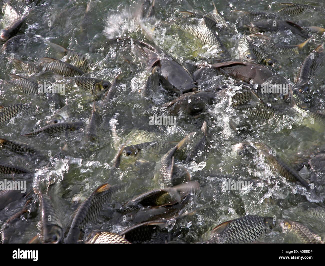Shallow water ponds hi-res stock photography and images - Alamy