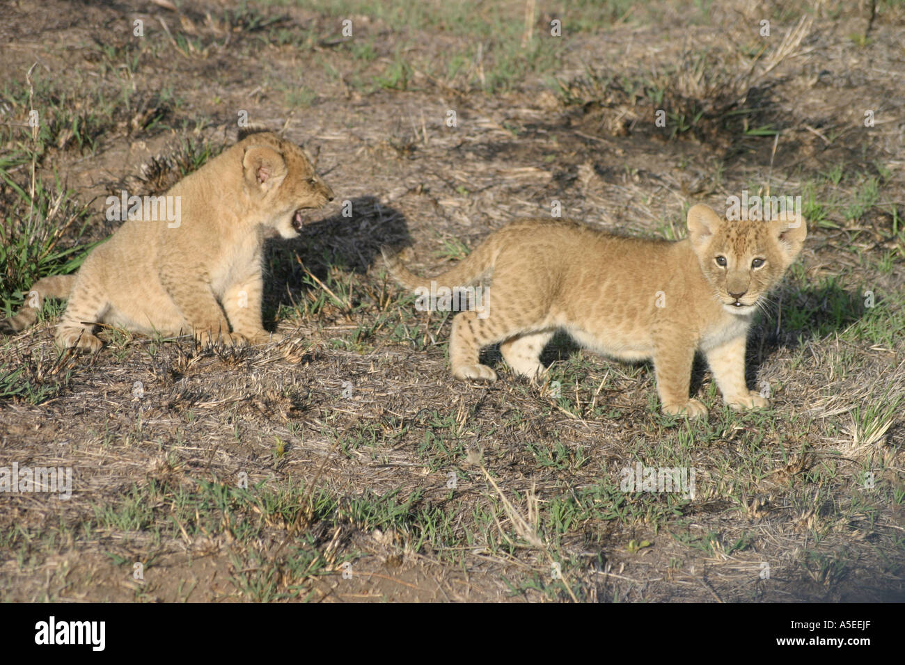 Lions masai mara hi-res stock photography and images - Alamy