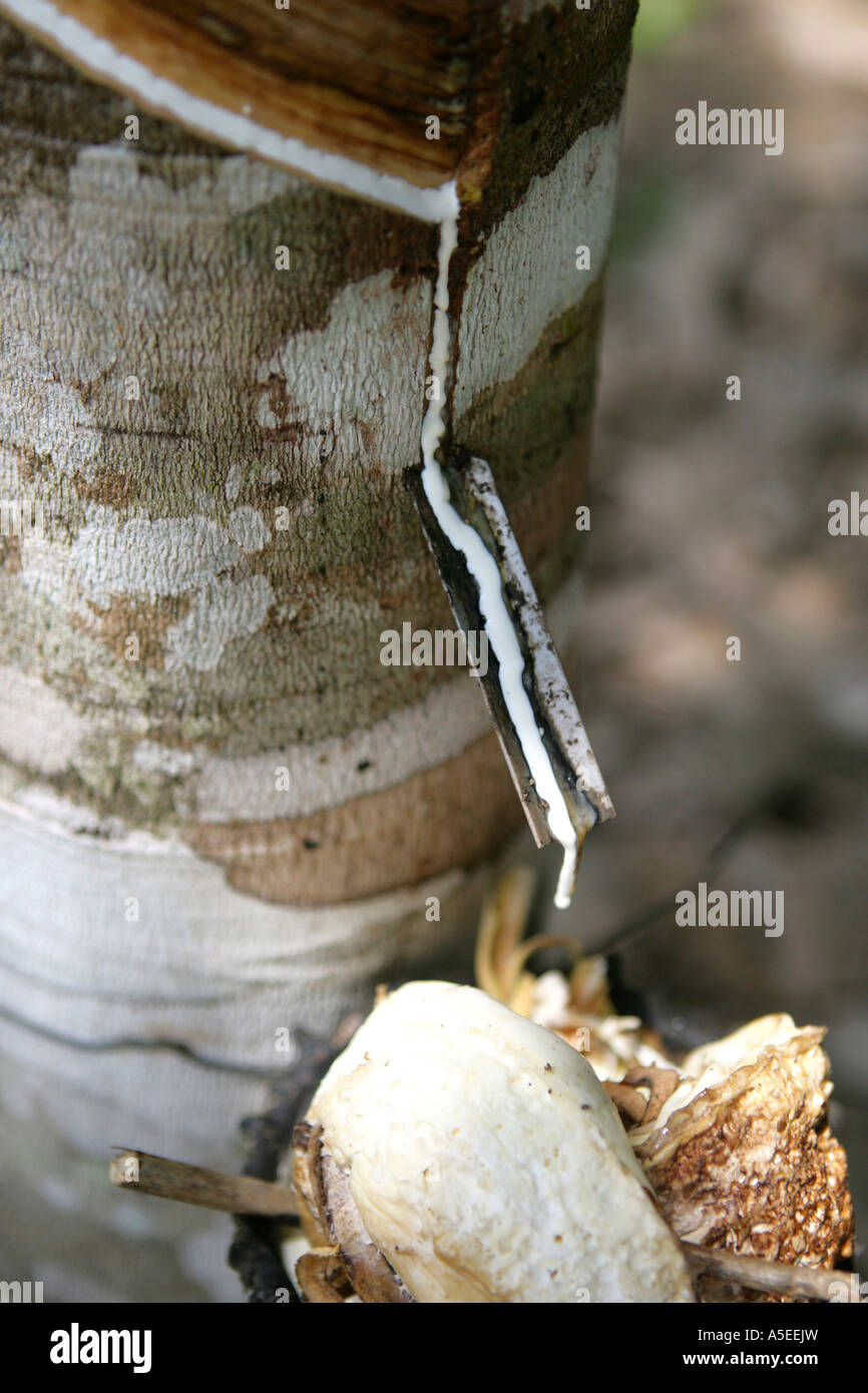 Tree sap gum tree hi-res stock photography and images - Alamy