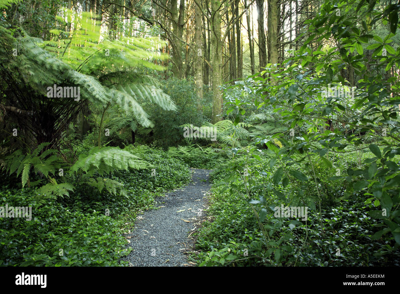 Track in forest Stock Photo - Alamy