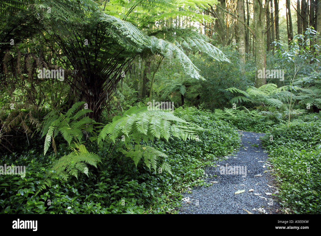 Trail inside a forest Stock Photo - Alamy