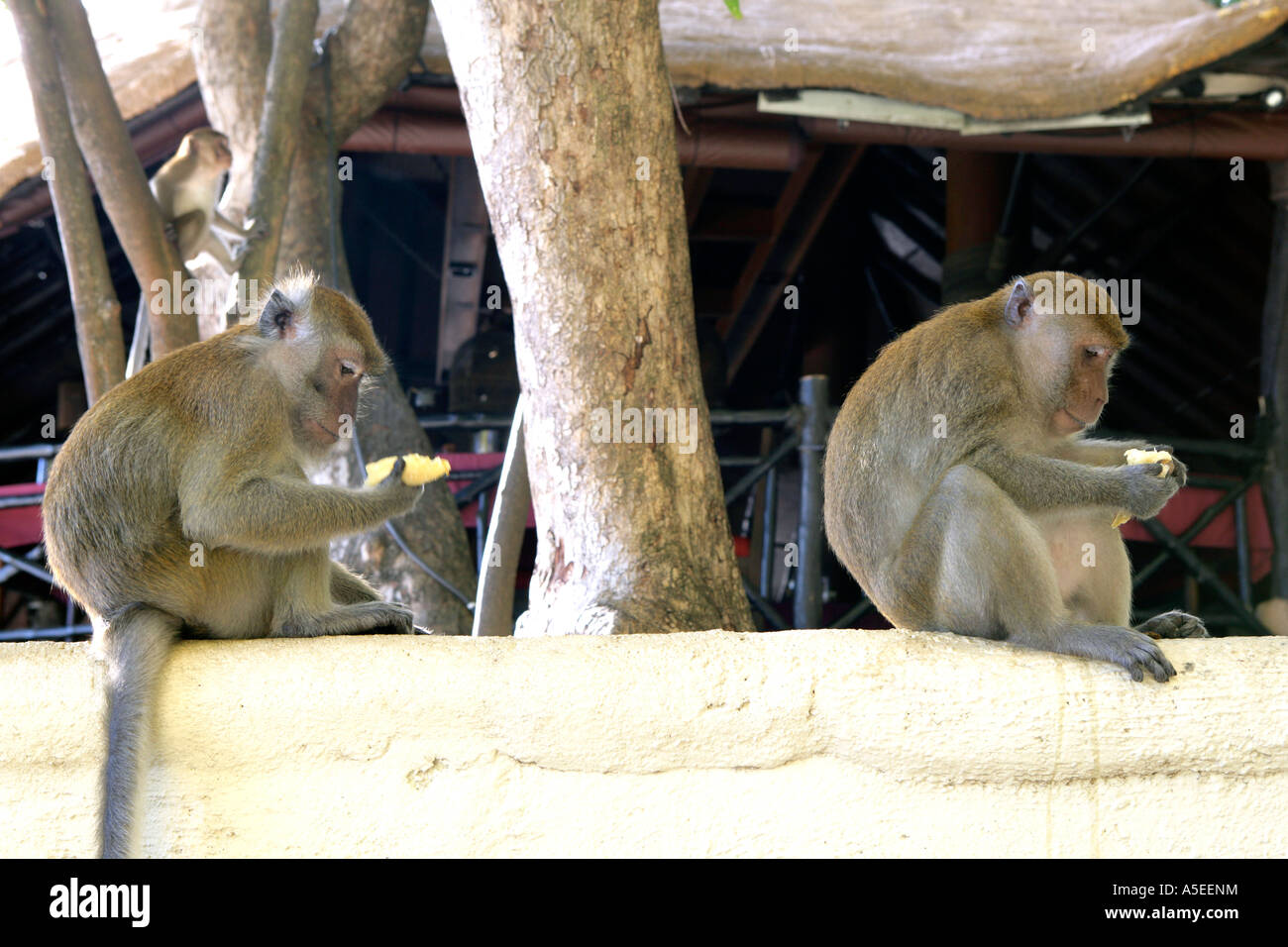 Monkeys in thailand hi-res stock photography and images - Alamy