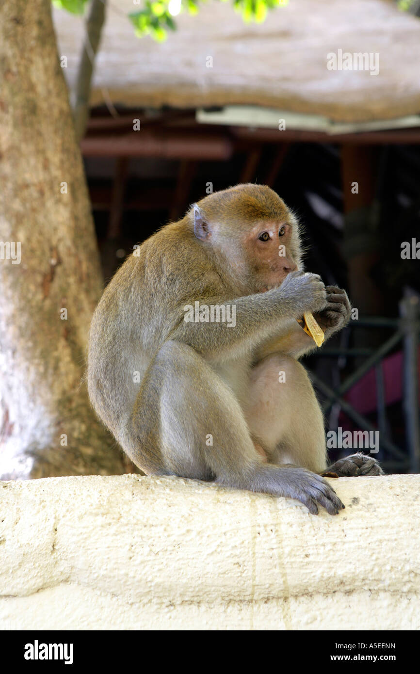 Thailand, monkeys at Railay Beach Stock Photo - Alamy