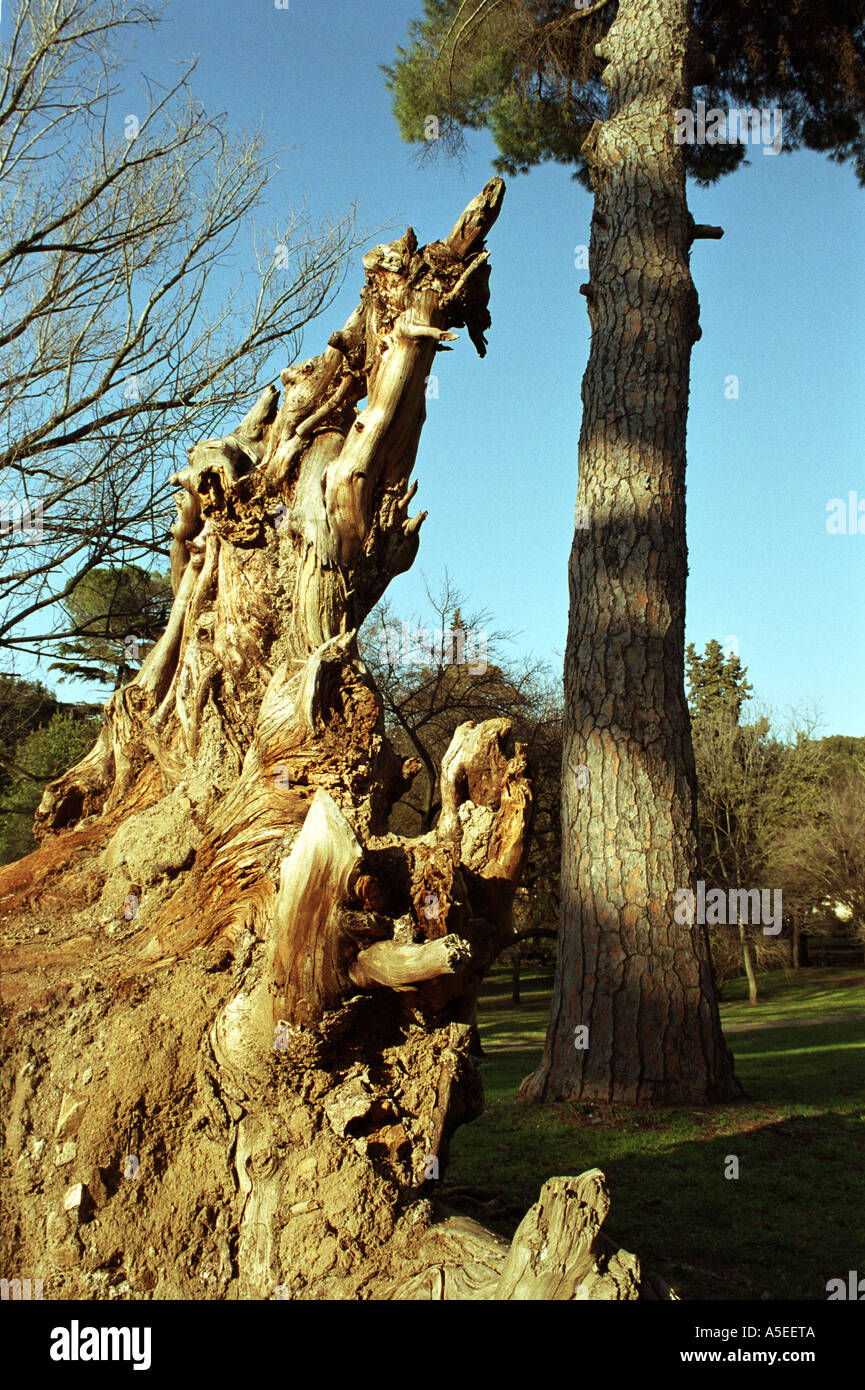 dead fallen tree in park Stock Photo - Alamy