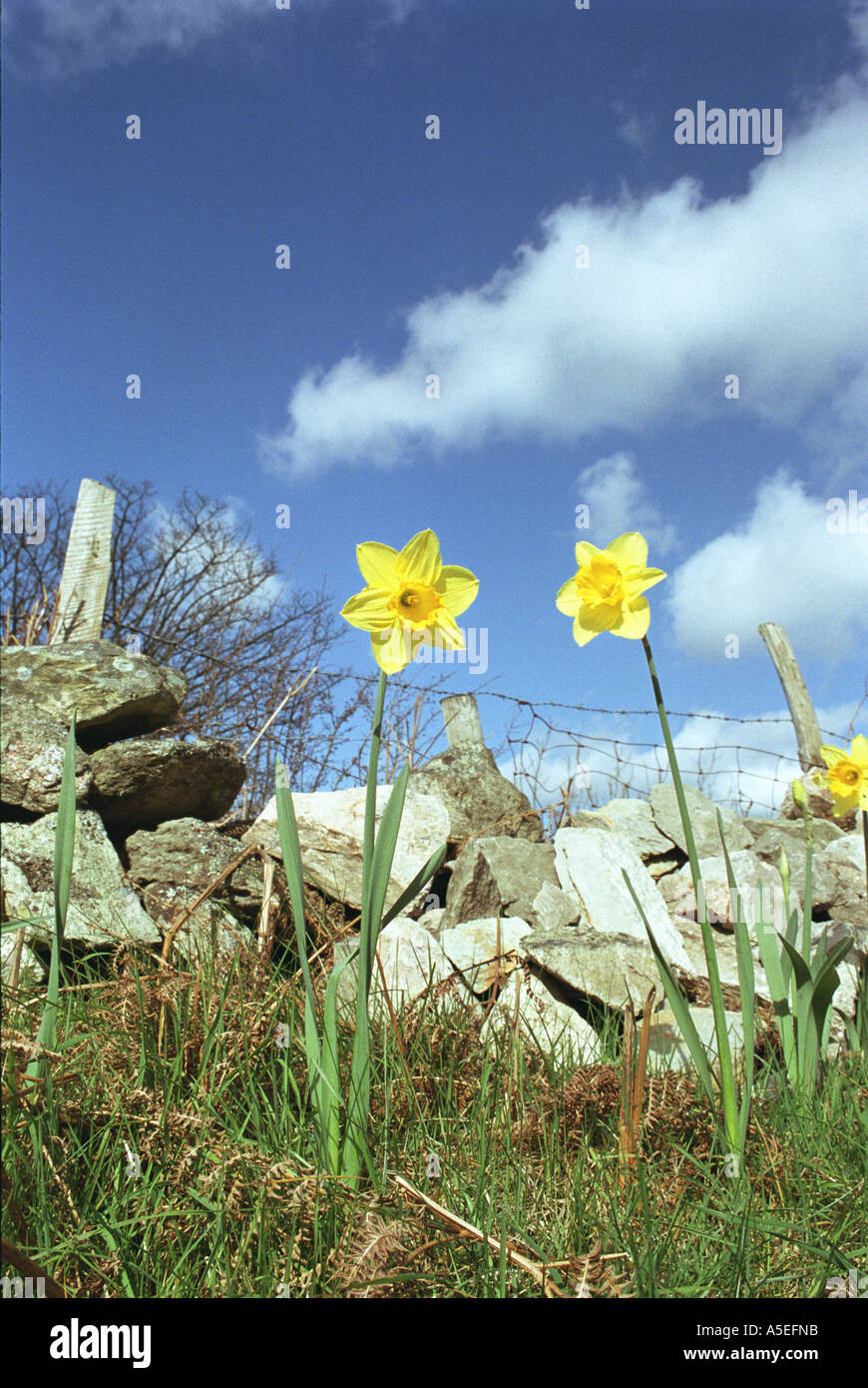 Daffodils growing side road hi-res stock photography and images - Alamy