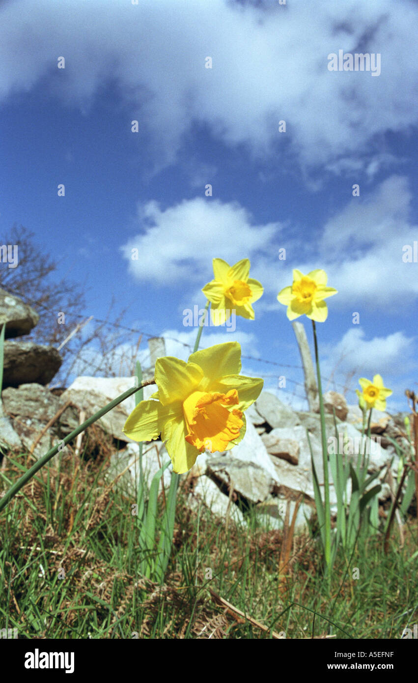 Daffodils growing side road hi-res stock photography and images - Alamy