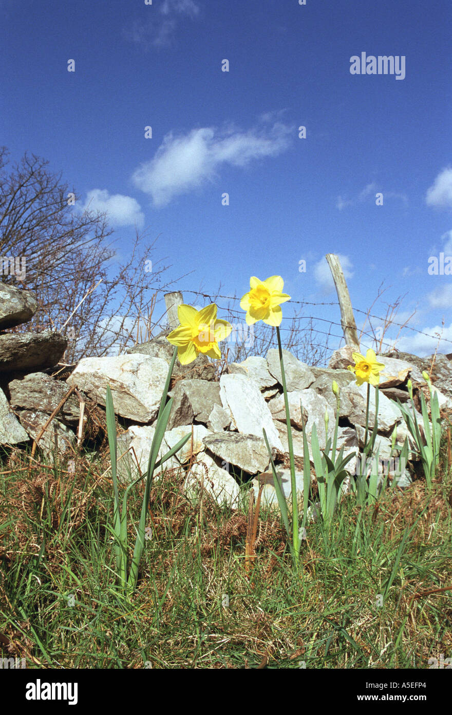Daffodils growing side road hi-res stock photography and images - Alamy