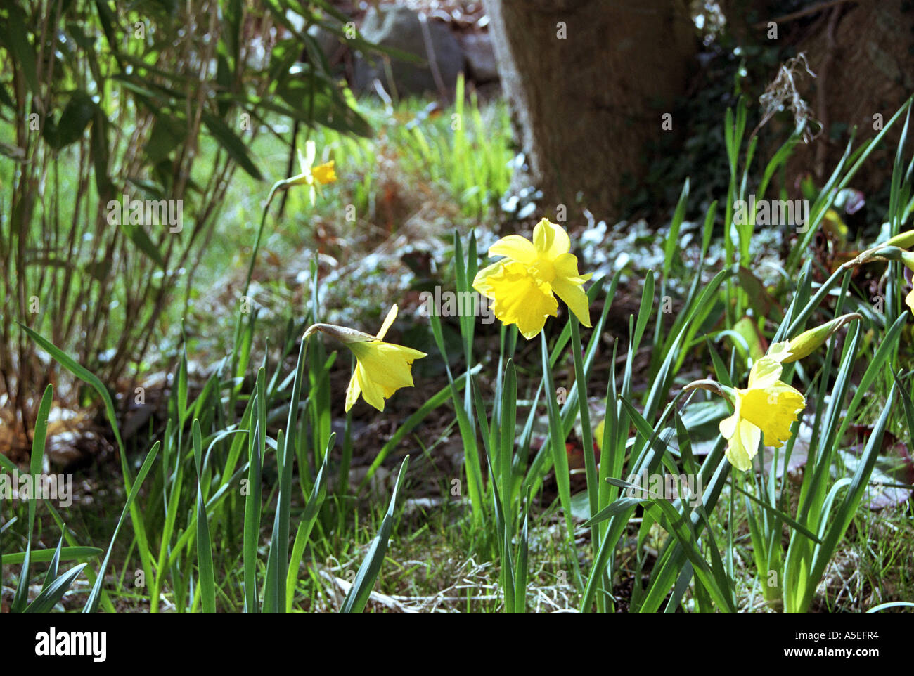 Daffodils growing side road hi-res stock photography and images - Alamy