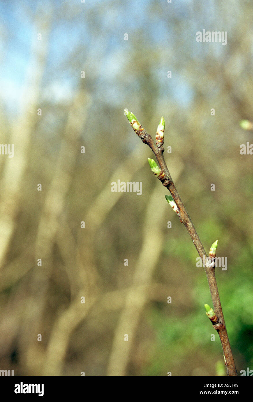 buds on branch Stock Photo - Alamy