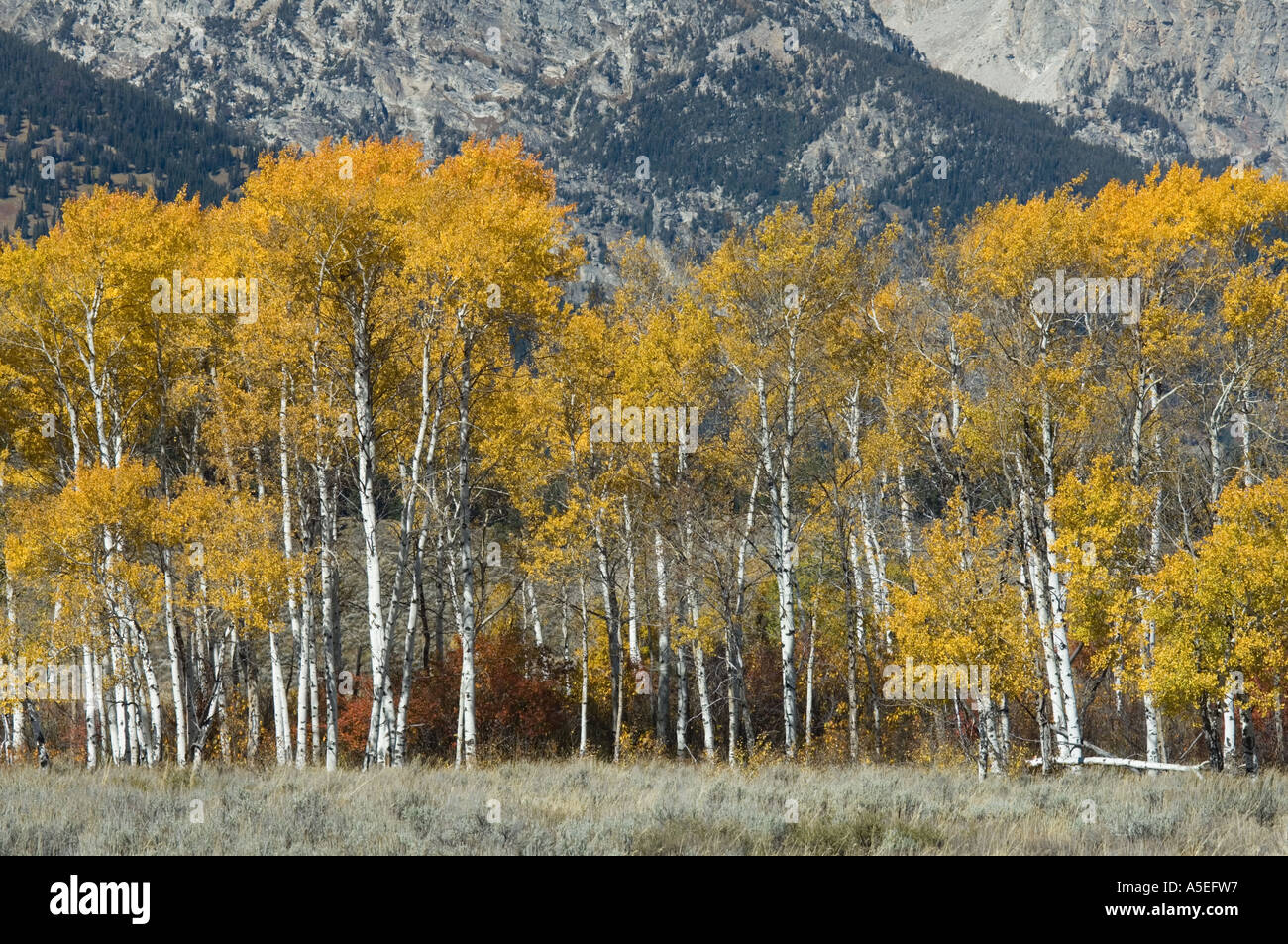 Aspen Trees Grove near the Chapel of the Transfiguration with the ...