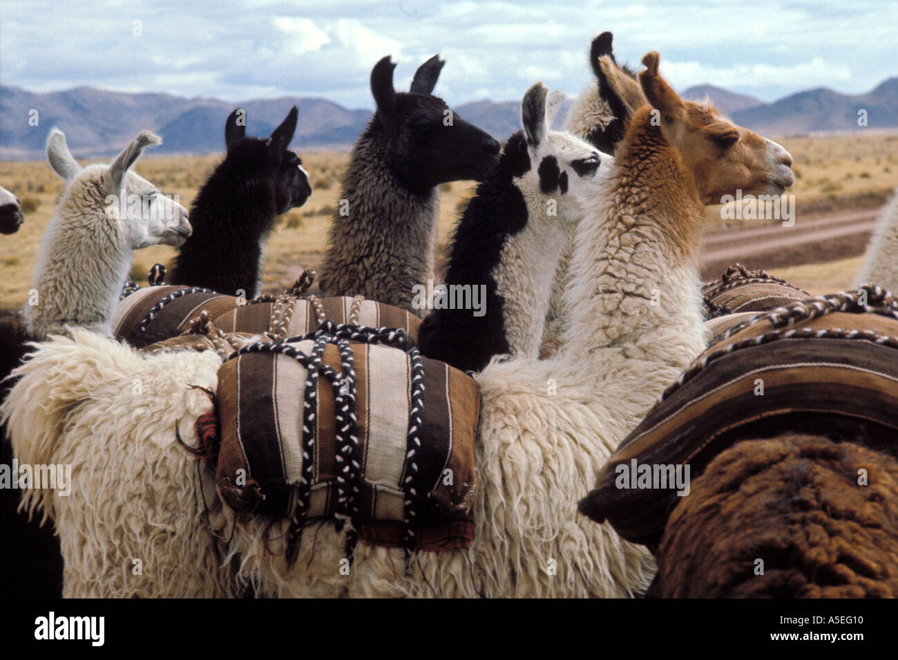 Native animals Llamas on the remote mountain region of the Altiplano ...