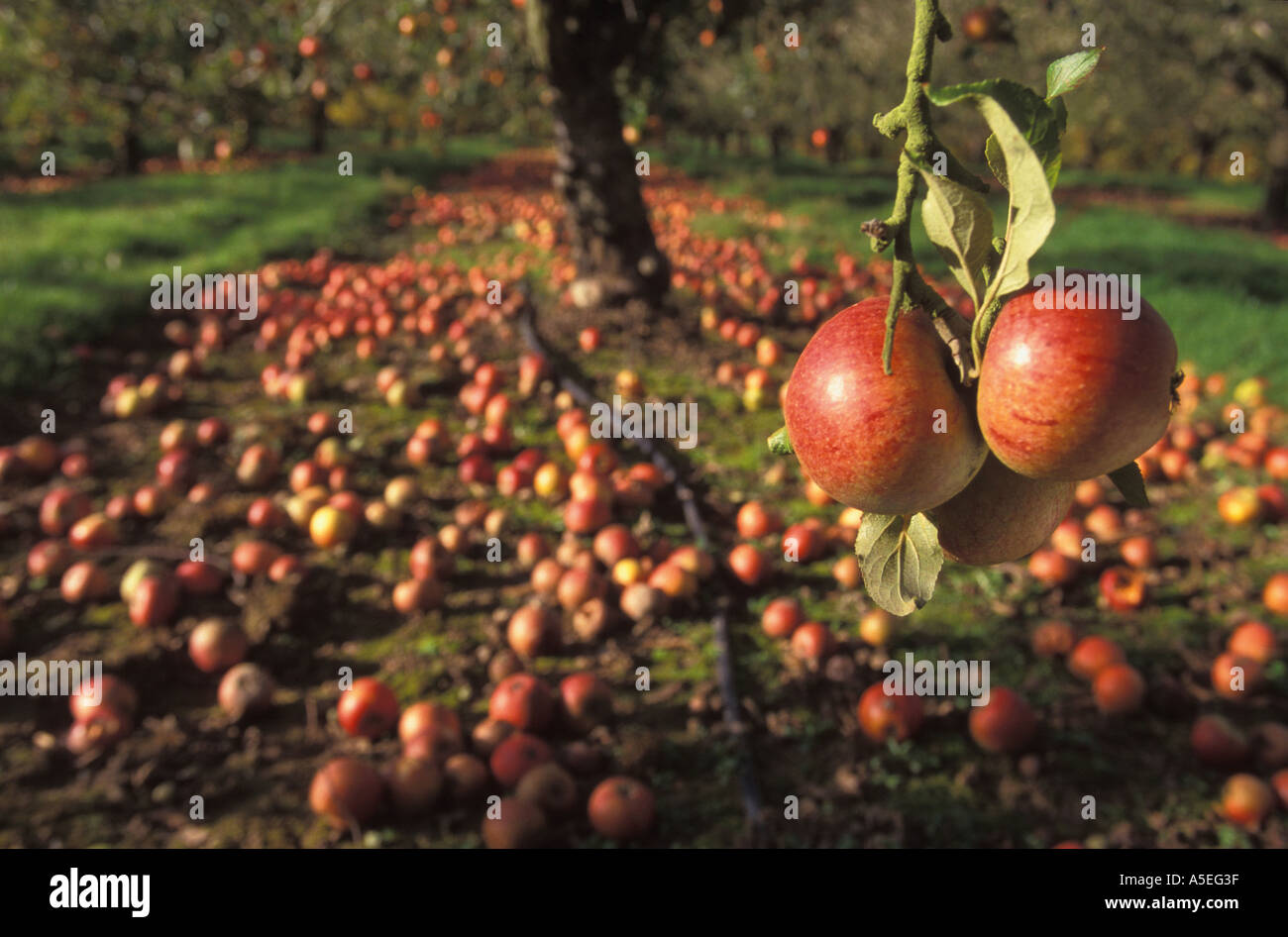 Wastage wasted unpicked red ripe english apples left to rot in an apple ...