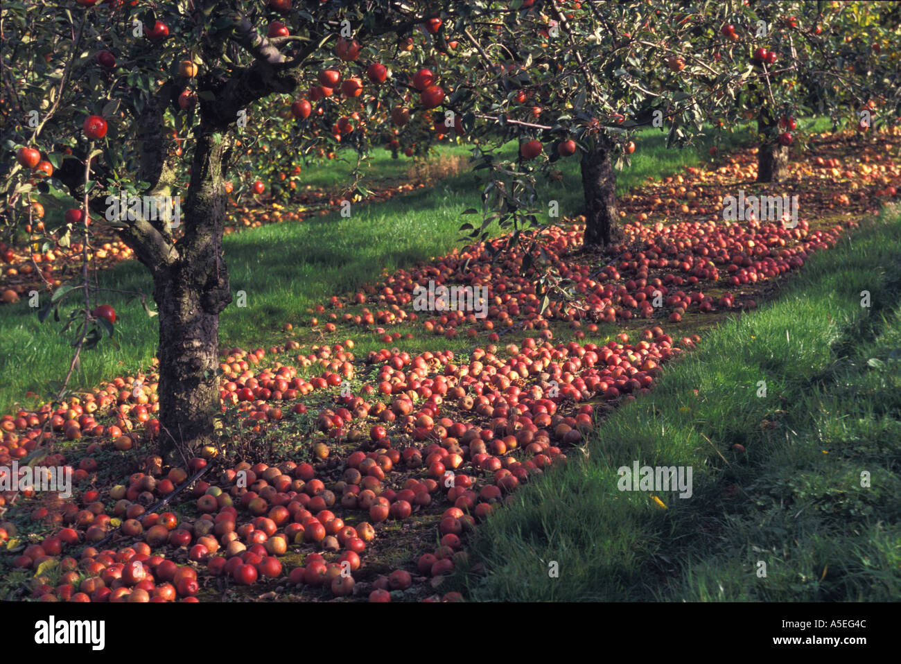 Wastage wasted unpicked red ripe english apples left to rot in an apple ...