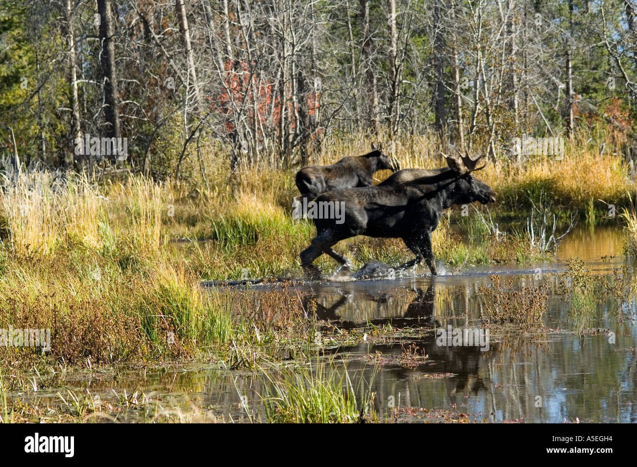 Moose crossing river hi-res stock photography and images - Alamy