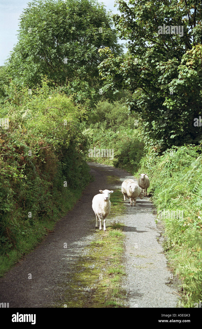 sheep on country lane Stock Photo - Alamy