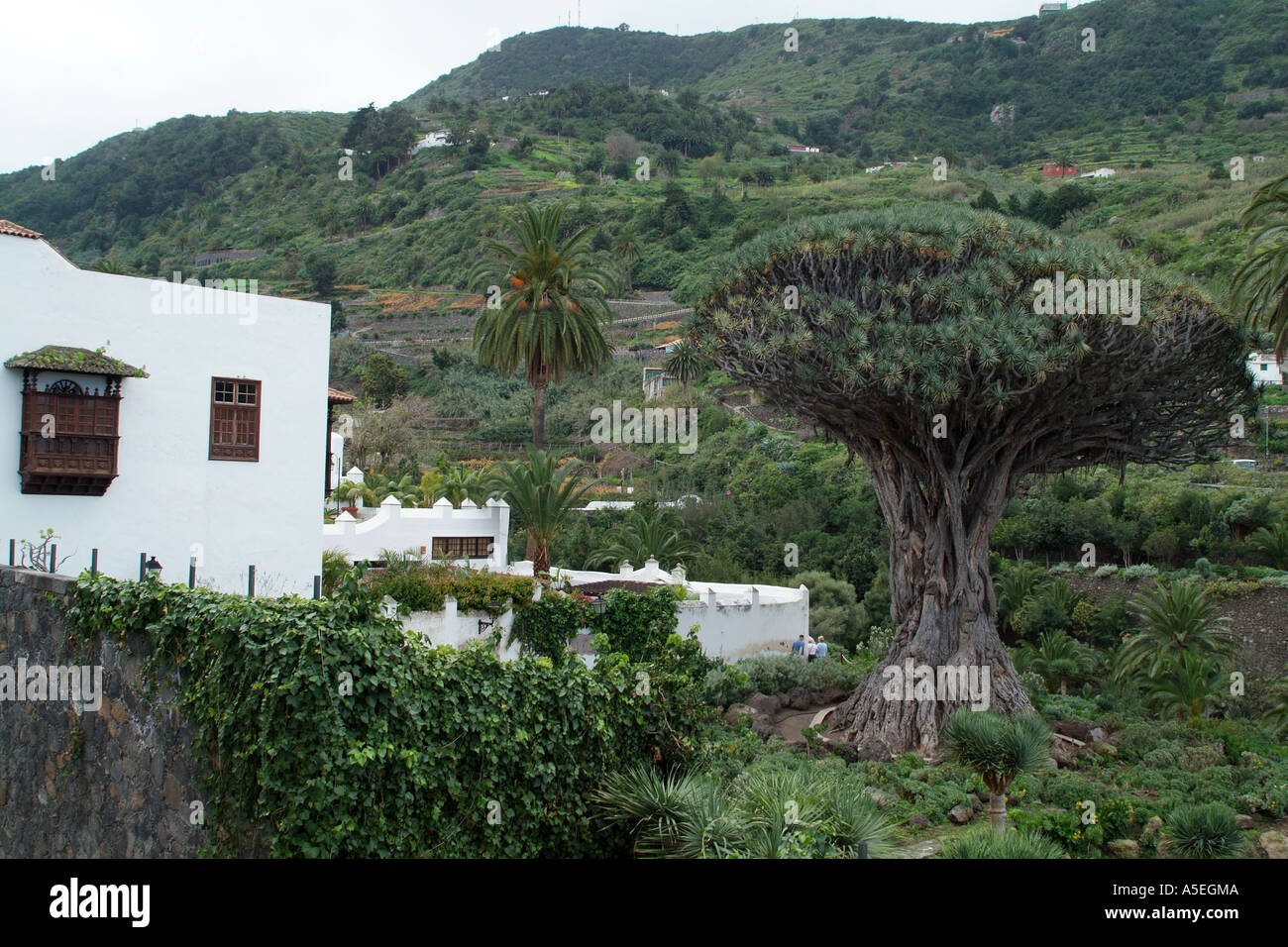 Dragon Tree famous old specimen in Icod Botanical Gardens Tenerife ...