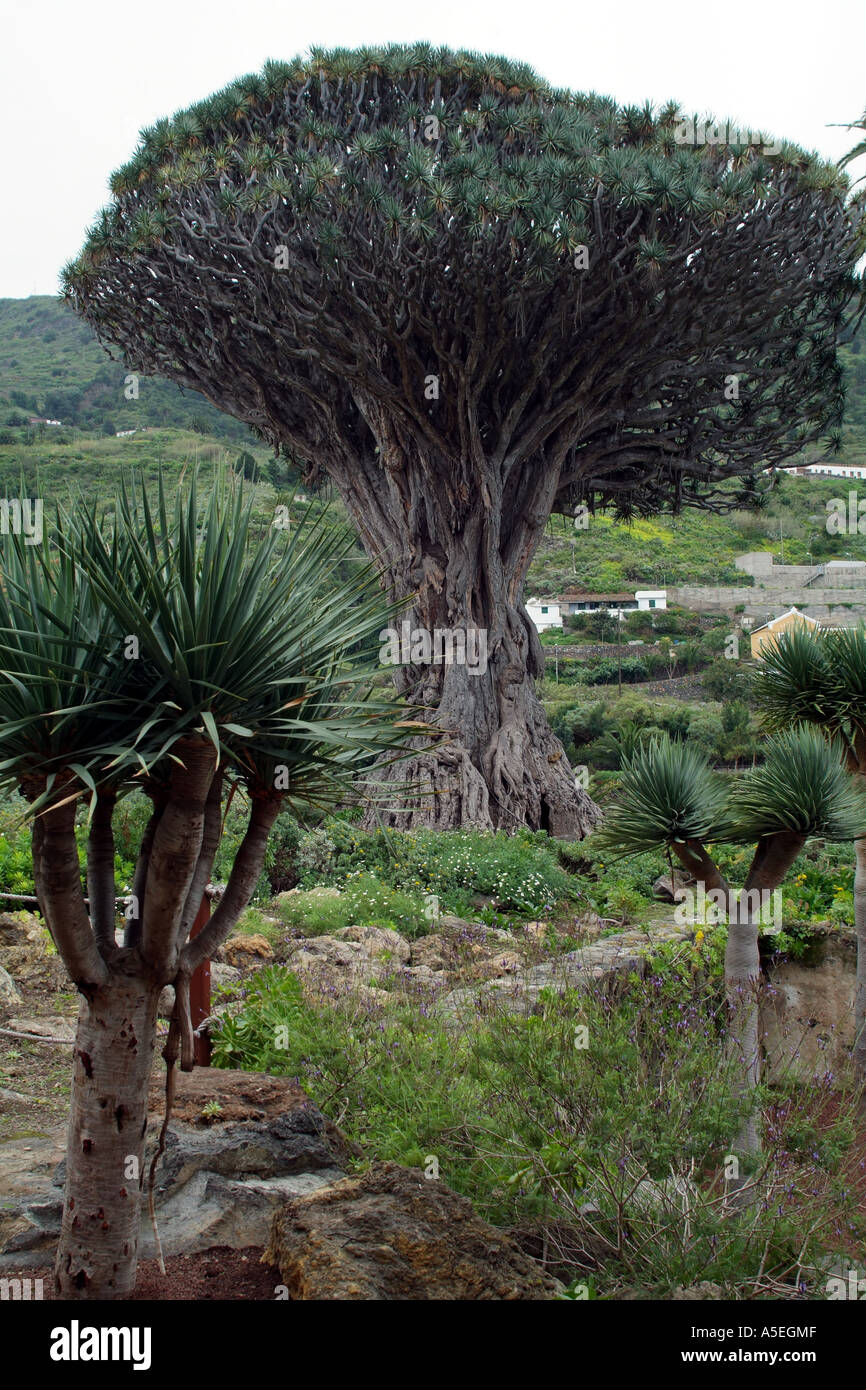 Dragon Tree famous old specimen in Icod Botanical Gardens Tenerife ...