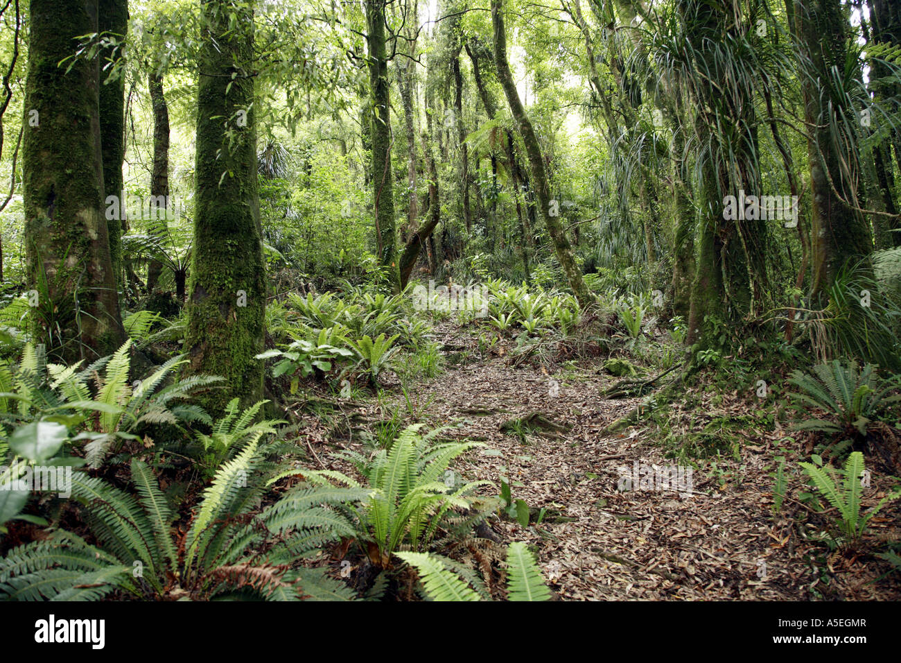 Beautiful forest scene Stock Photo - Alamy