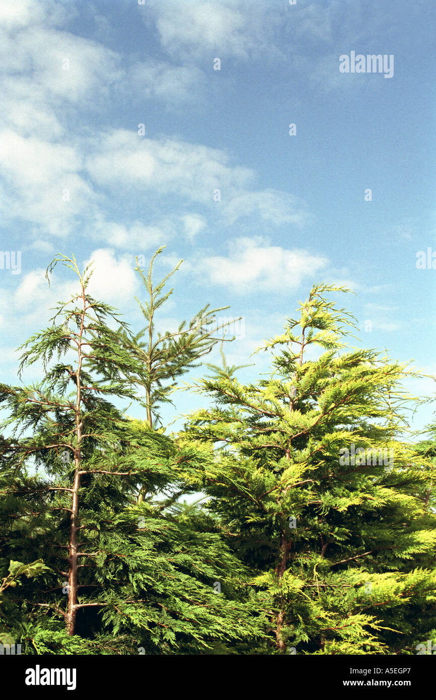 Firr High Resolution Stock Photography and Images - Alamy