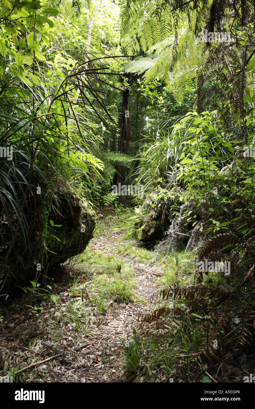 Path through forest Stock Photo - Alamy