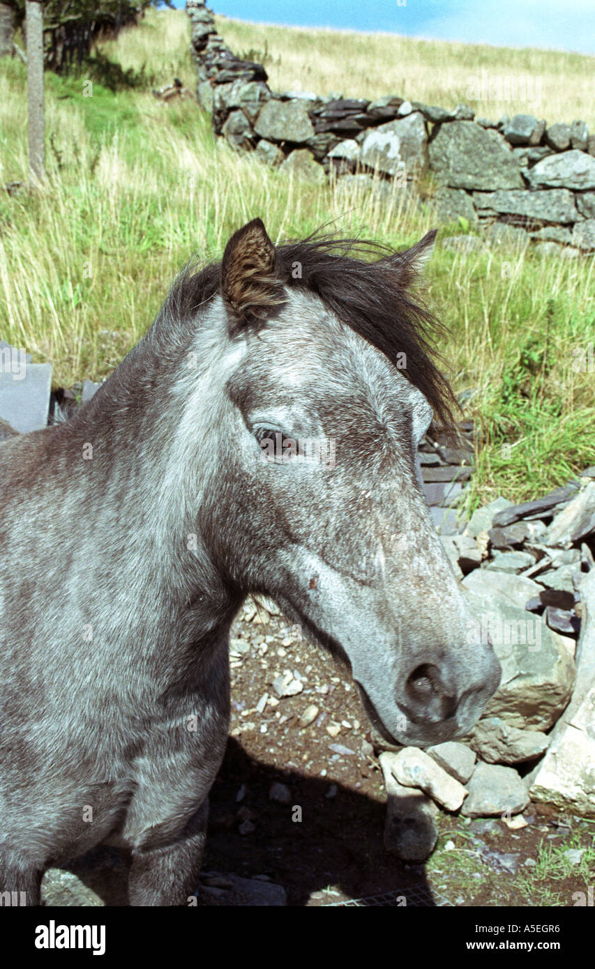 grey horse in snowdonia, wales Stock Photo - Alamy