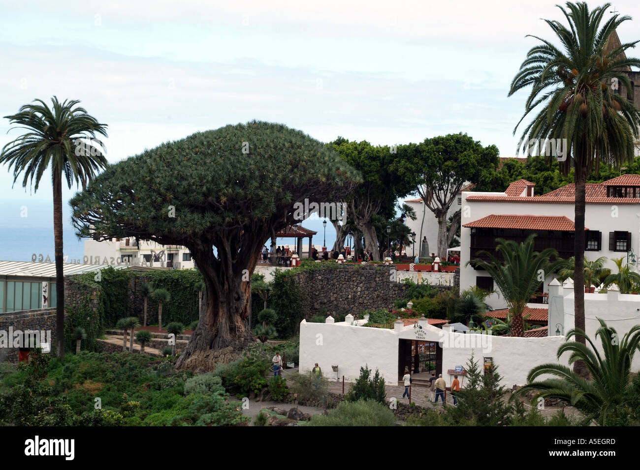 Dragon Tree famous old specimen in Icod Botanical Gardens Tenerife ...